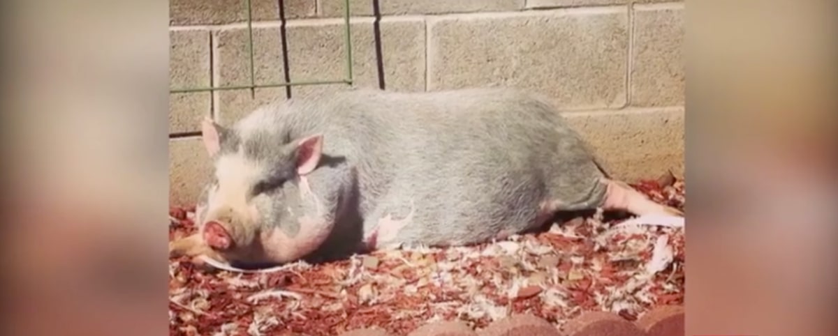 Family says pet pig named Pete killed